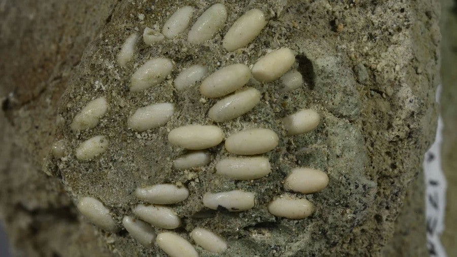 X-ray Imaging Core Facility Contributed to Study of Rare Fossilized ...